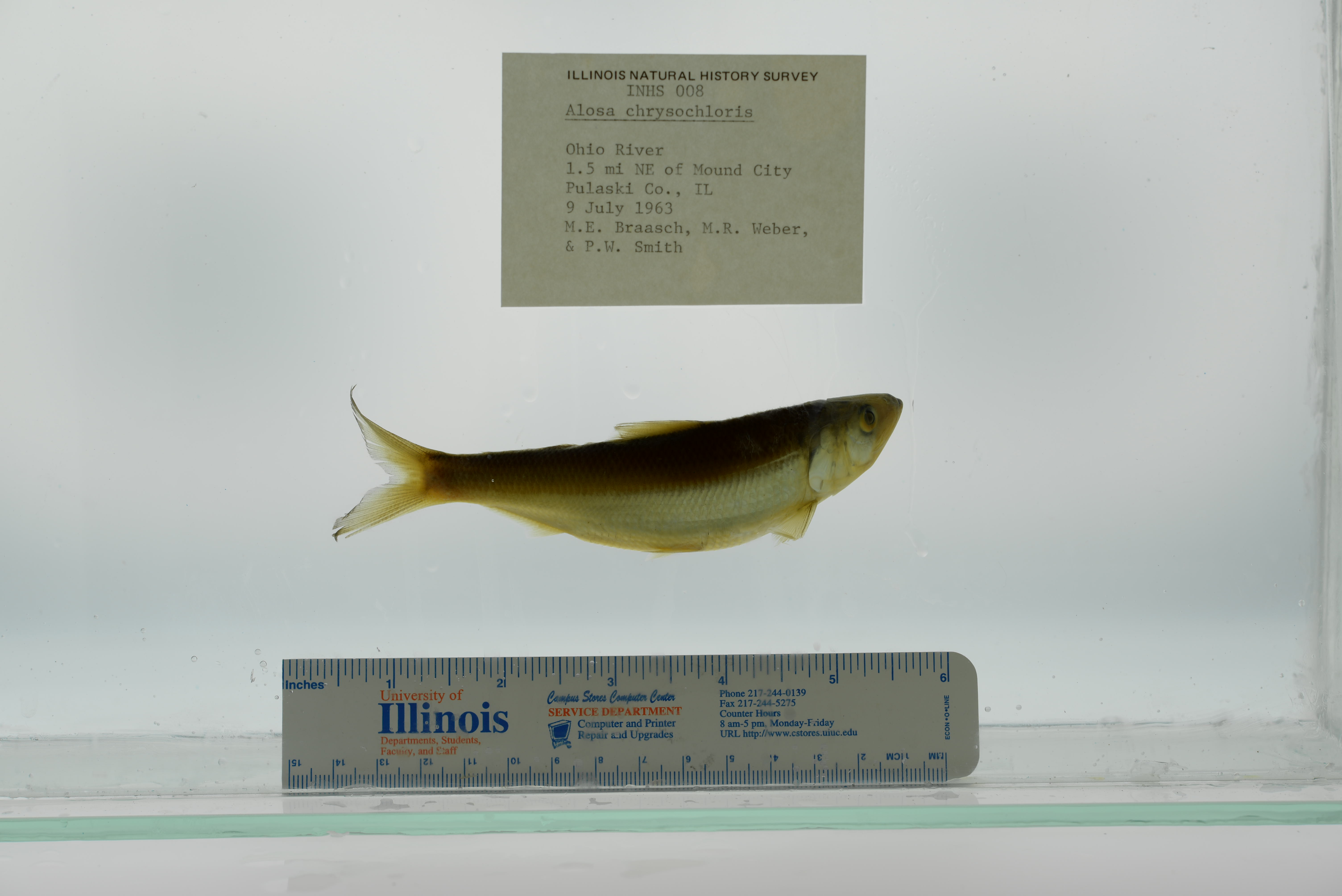 INHS Collections Data - Occurrence Profile