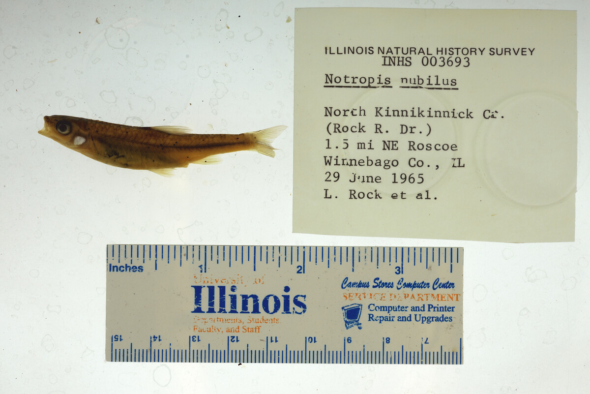 INHS Collections Data Detailed Collection Record Information