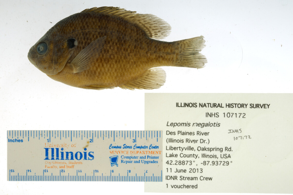 INHS Collections Data - Occurrence Profile