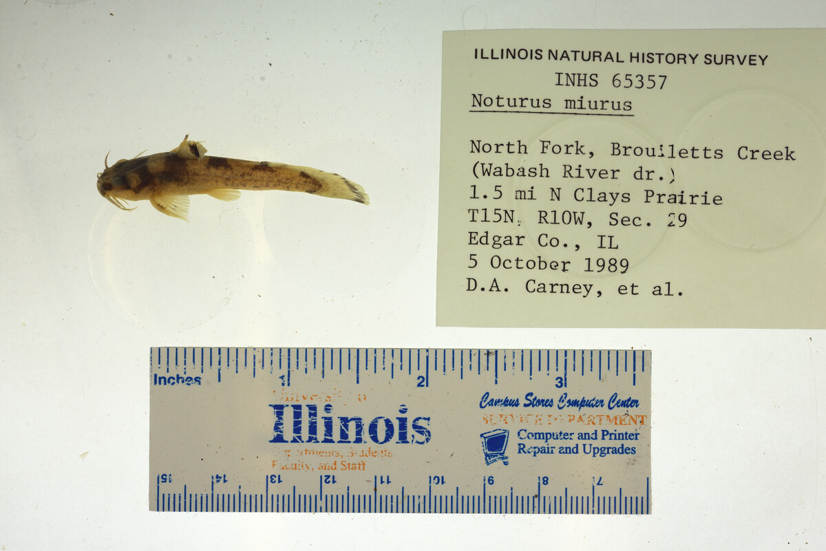 INHS Collections Data Detailed Collection Record Information