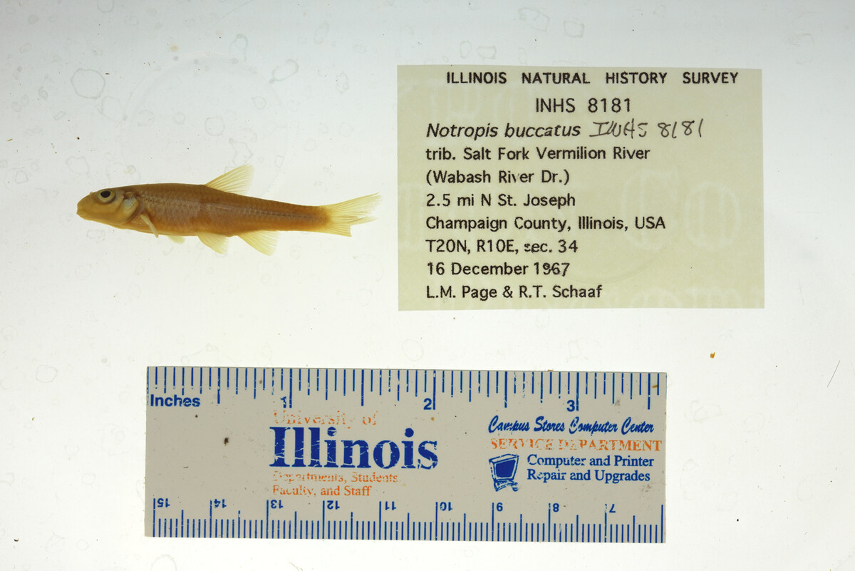 INHS Collections Data - Occurrence Profile