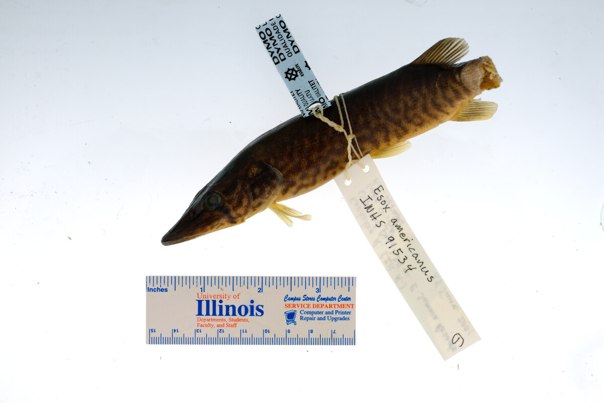 INHS Collections Data Detailed Collection Record Information