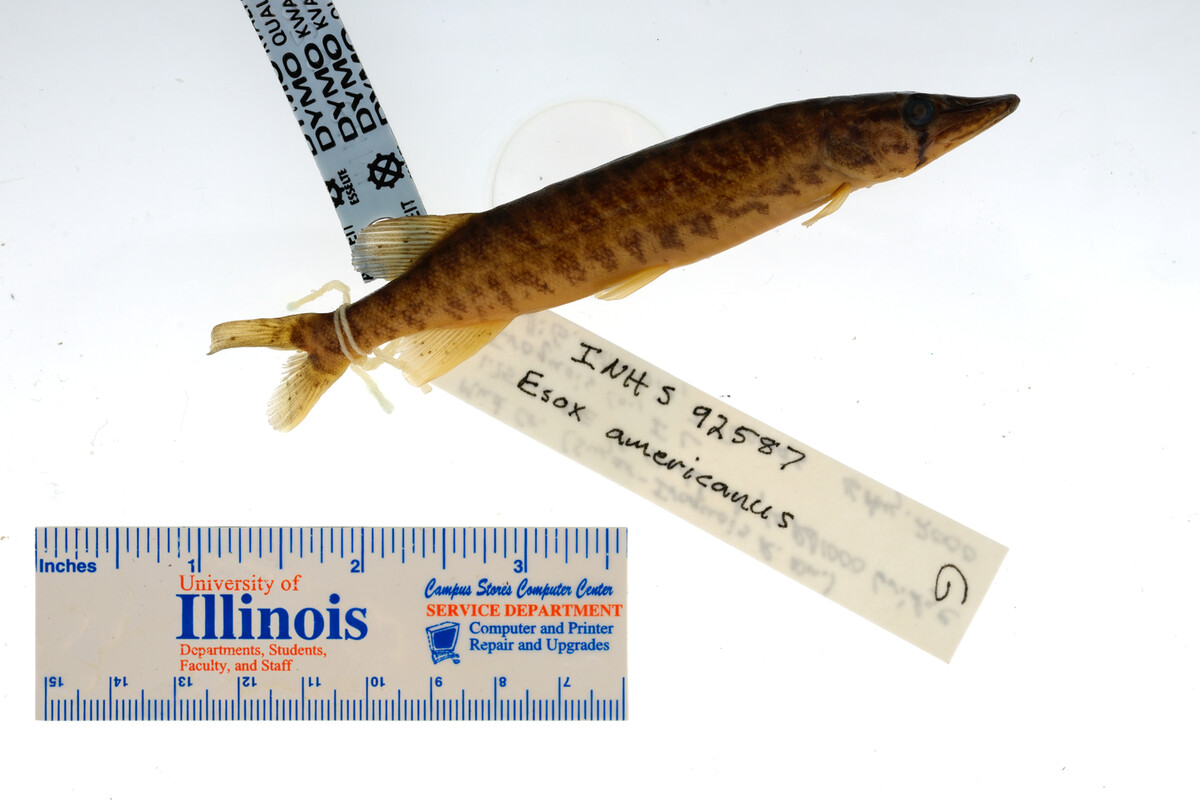 INHS Collections Data Detailed Collection Record Information