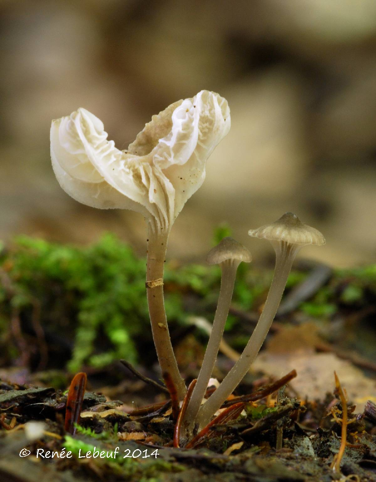 Mycology Collections Portal Home