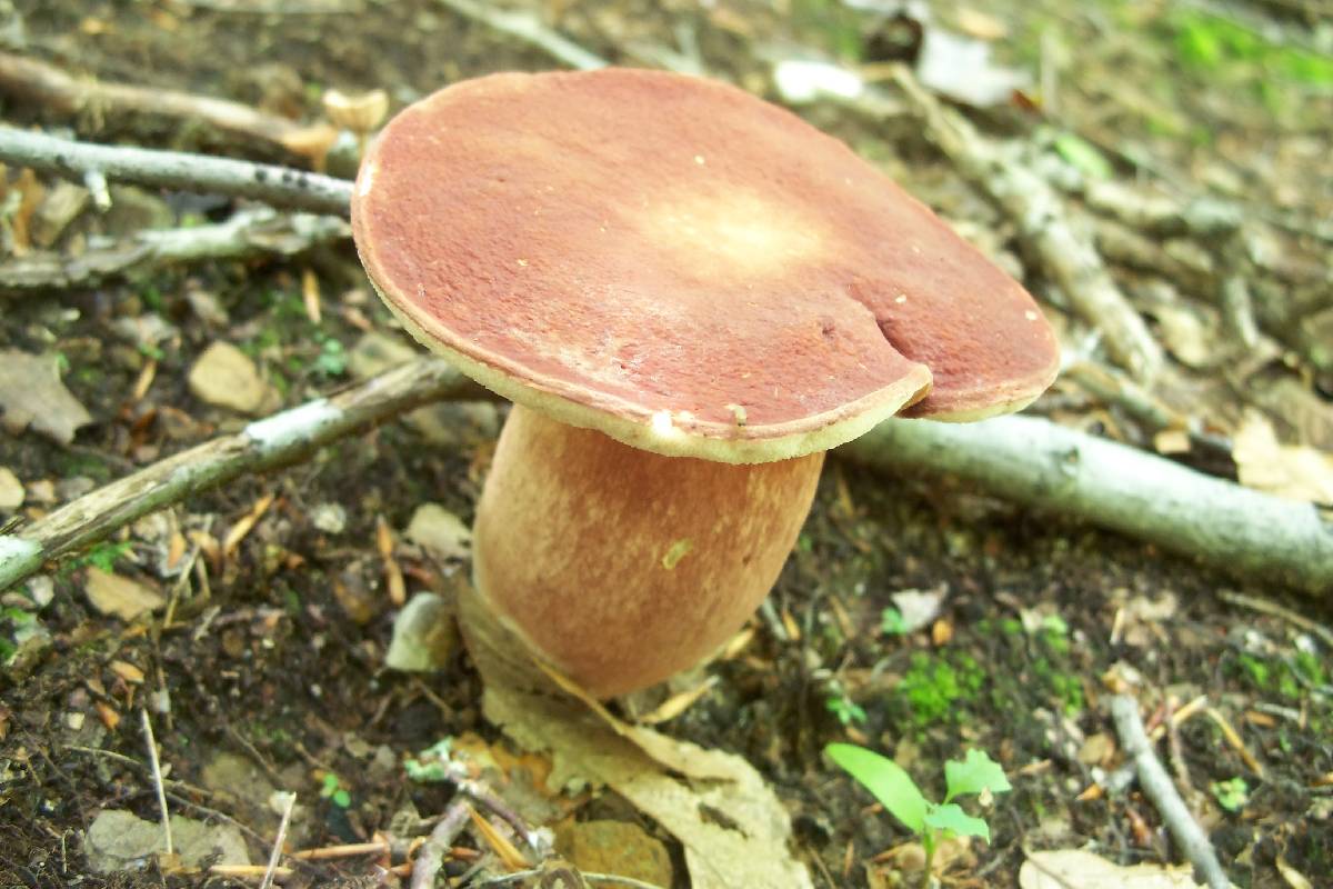 Mycology Collections Portal Home