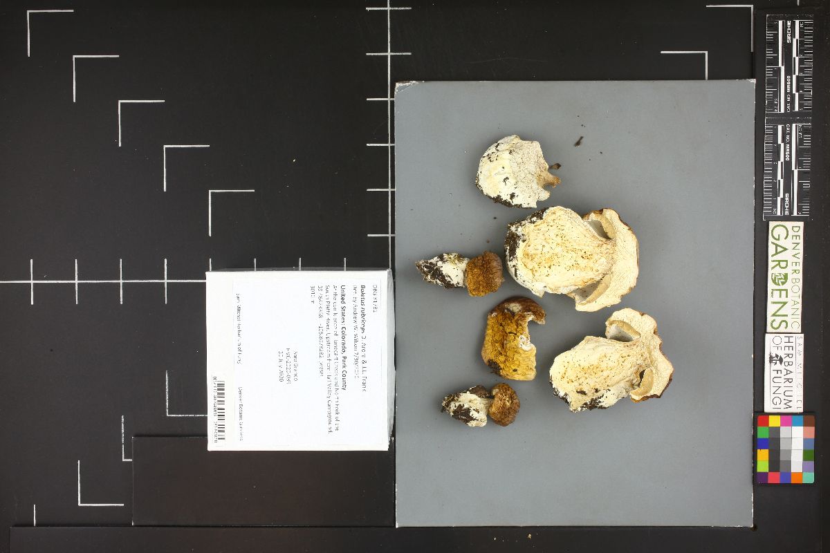 Mycology Collections Portal Home